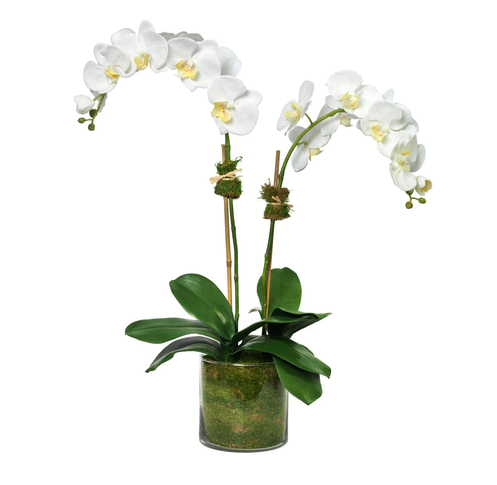 Two Stem Orchid in Glass Cube – Finch & Co